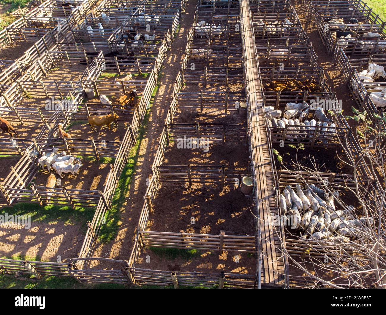 Livestock in confinement, oxen, cows, sunny day Stock Photo - Alamy
