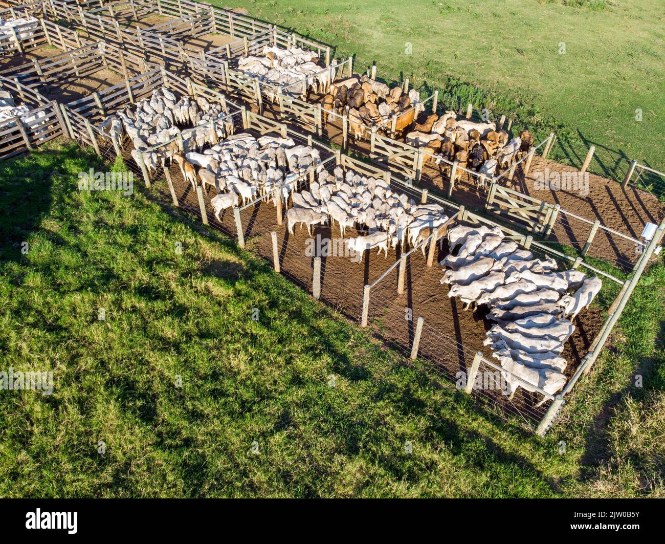 Livestock in confinement, oxen, cows, sunny day Stock Photo - Alamy