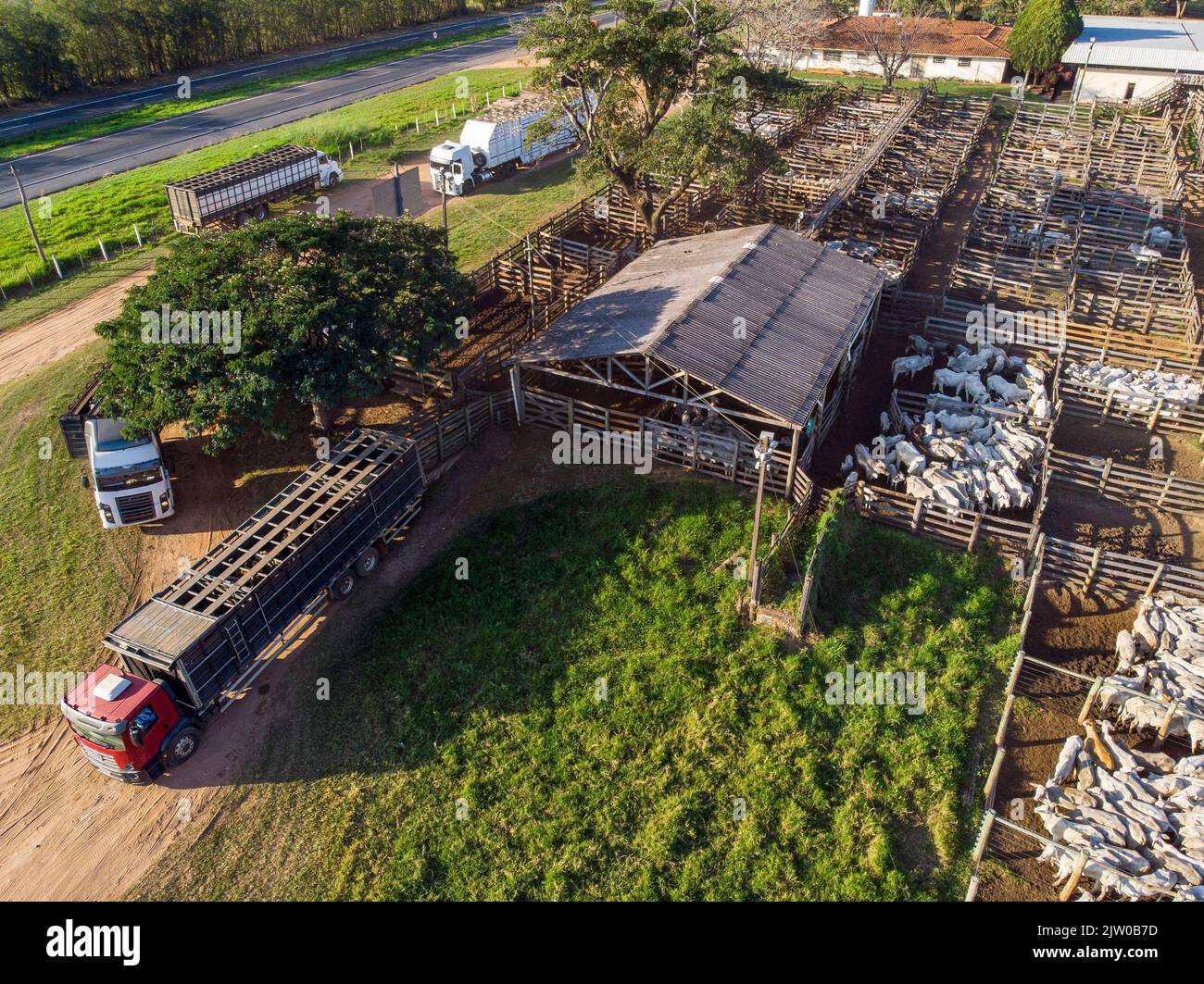Truck loaded with oxen during the day Stock Photo - Alamy