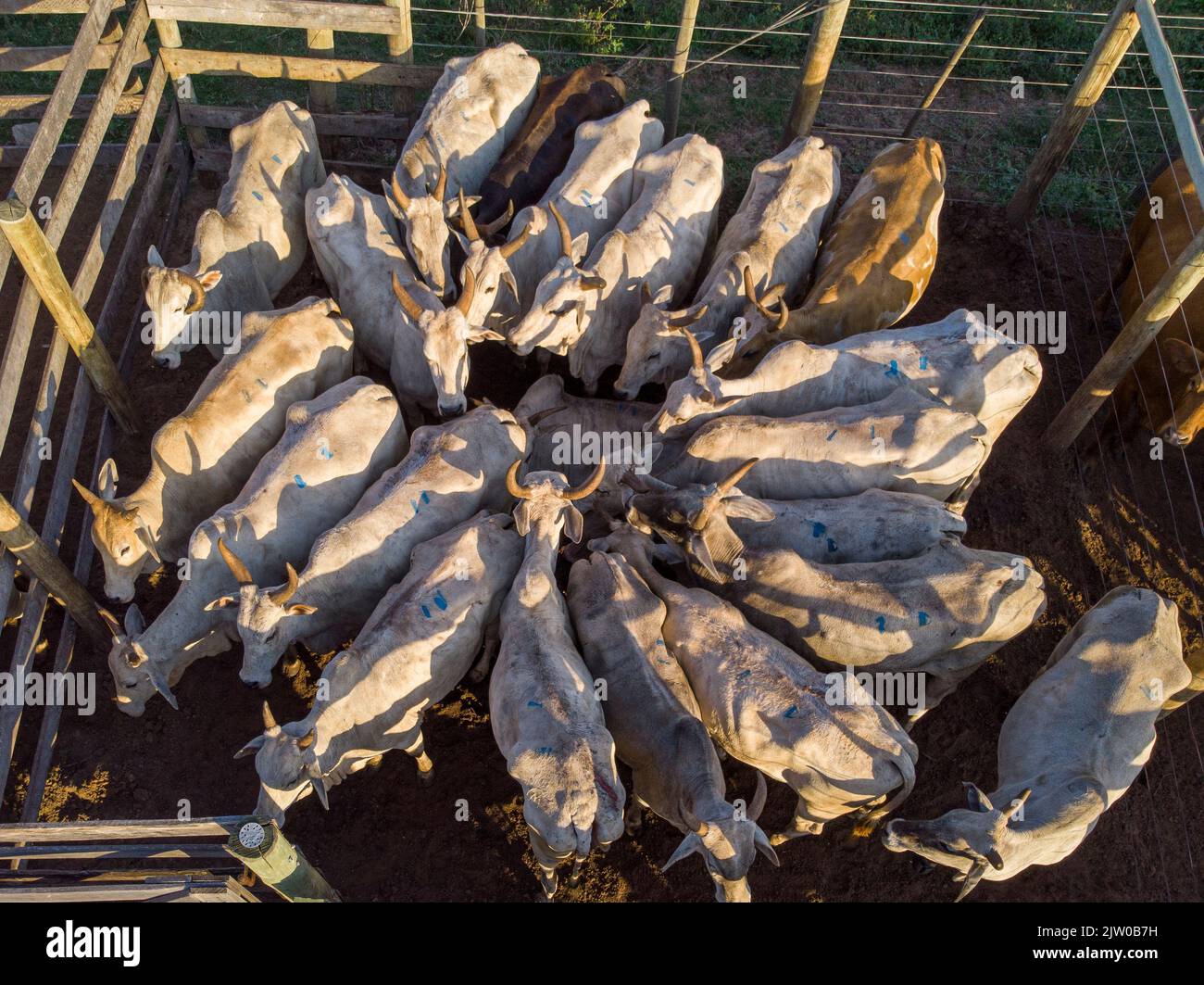 Livestock in confinement, oxen, cows, sunny day Stock Photo - Alamy