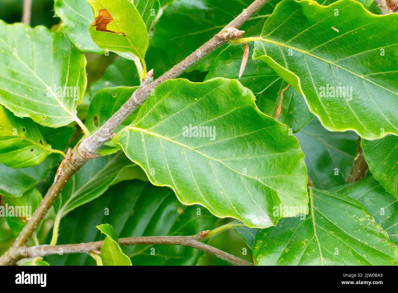 Beech (fagus sylvatica), close up focusing on a single green leaf on a ...