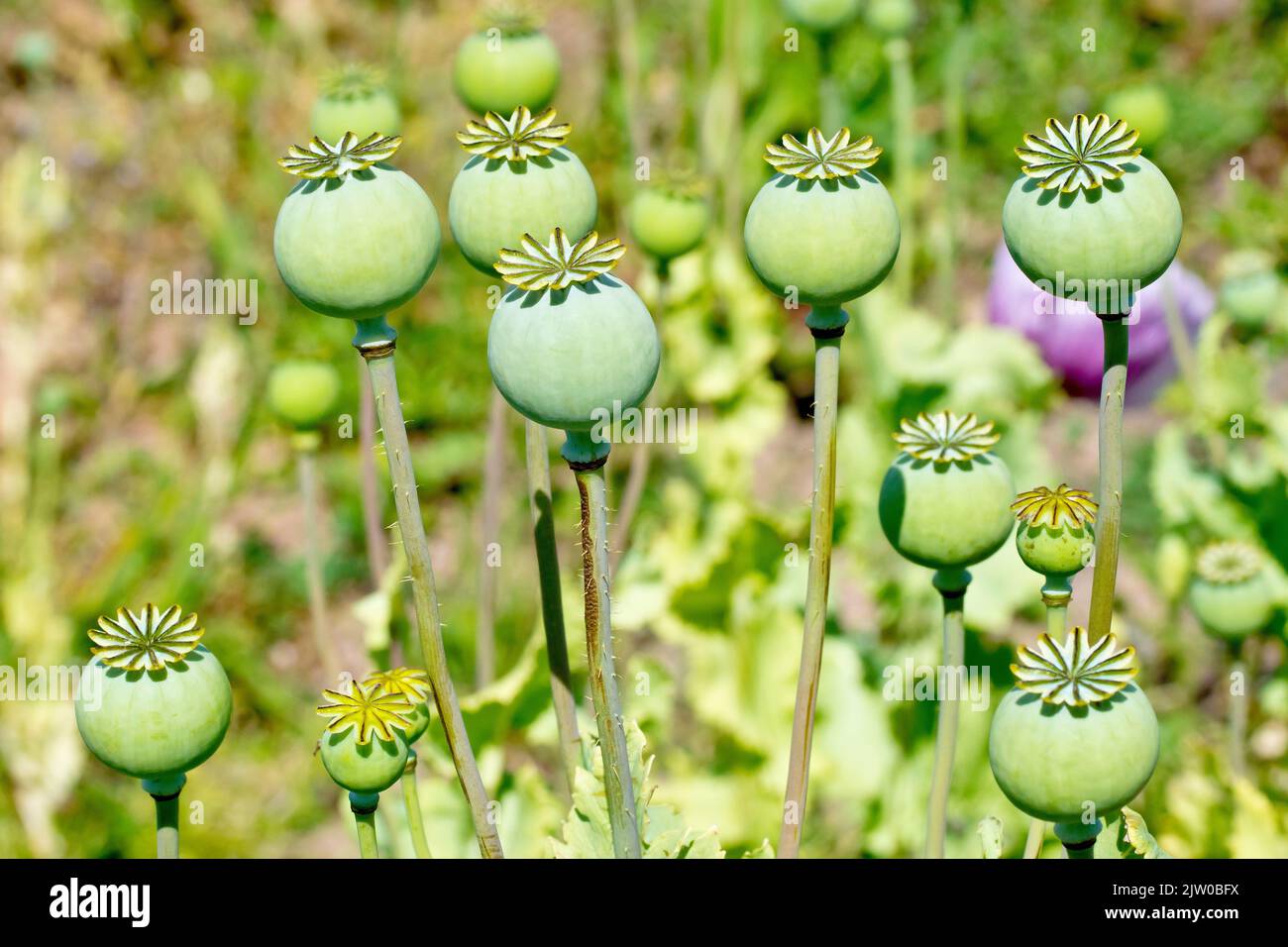 Poppy seed capsules hi-res stock photography and images - Alamy