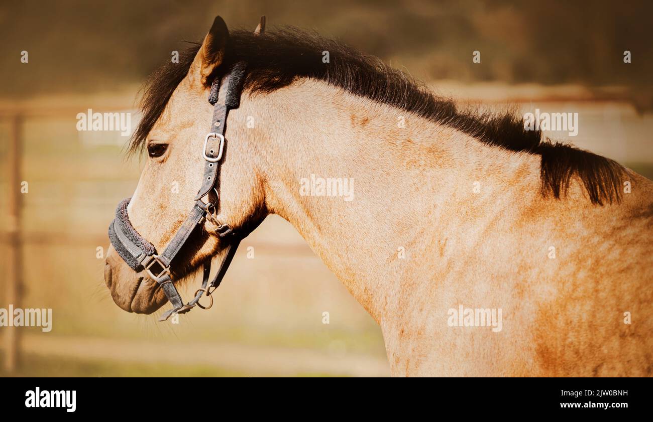 A beautiful pony with a halter on its muzzle grazes in a farm in a ...