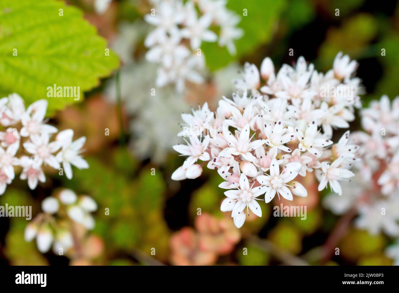 White Stonecrop (sedum album), close up of a small cluster of white ...