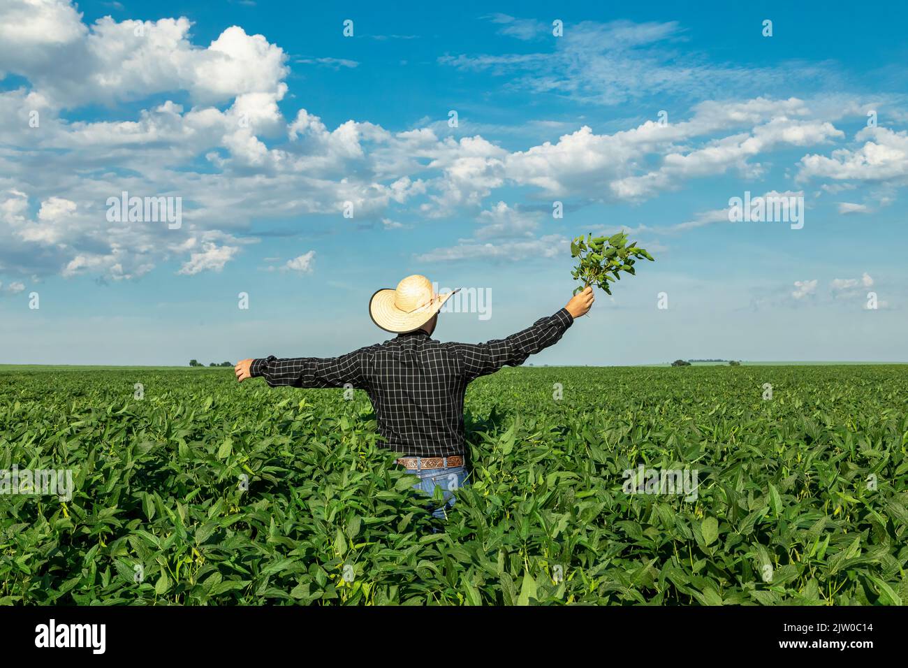 Young farmer in hat holding soybeans in soybean field Stock Photo - Alamy