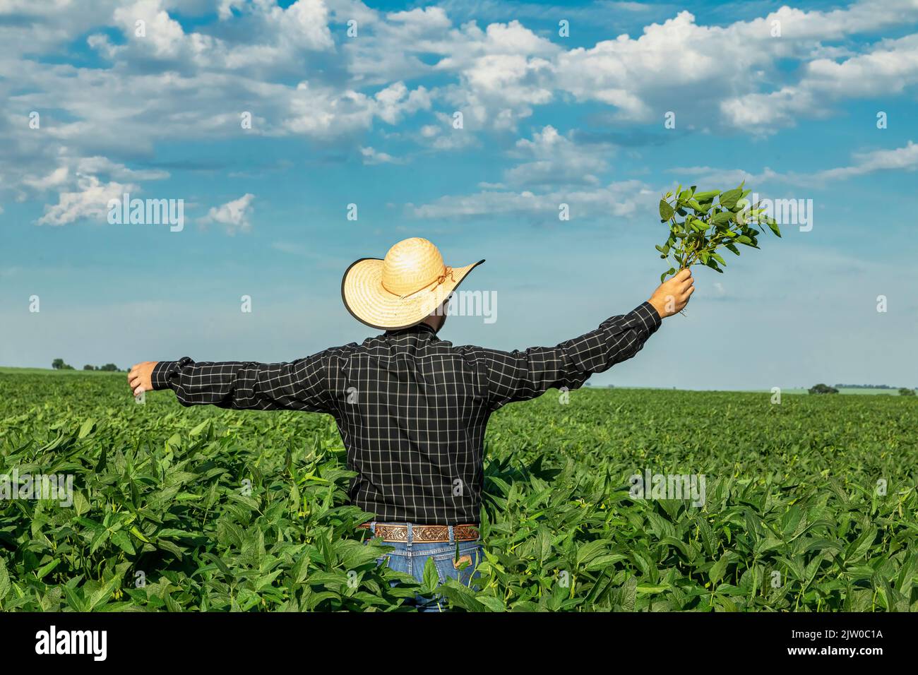 Young farmer in hat holding soybeans in soybean field Stock Photo - Alamy