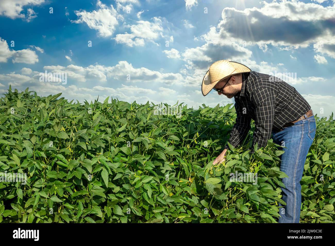 Agronomist inspecting soya bean crops growing in the farm field ...