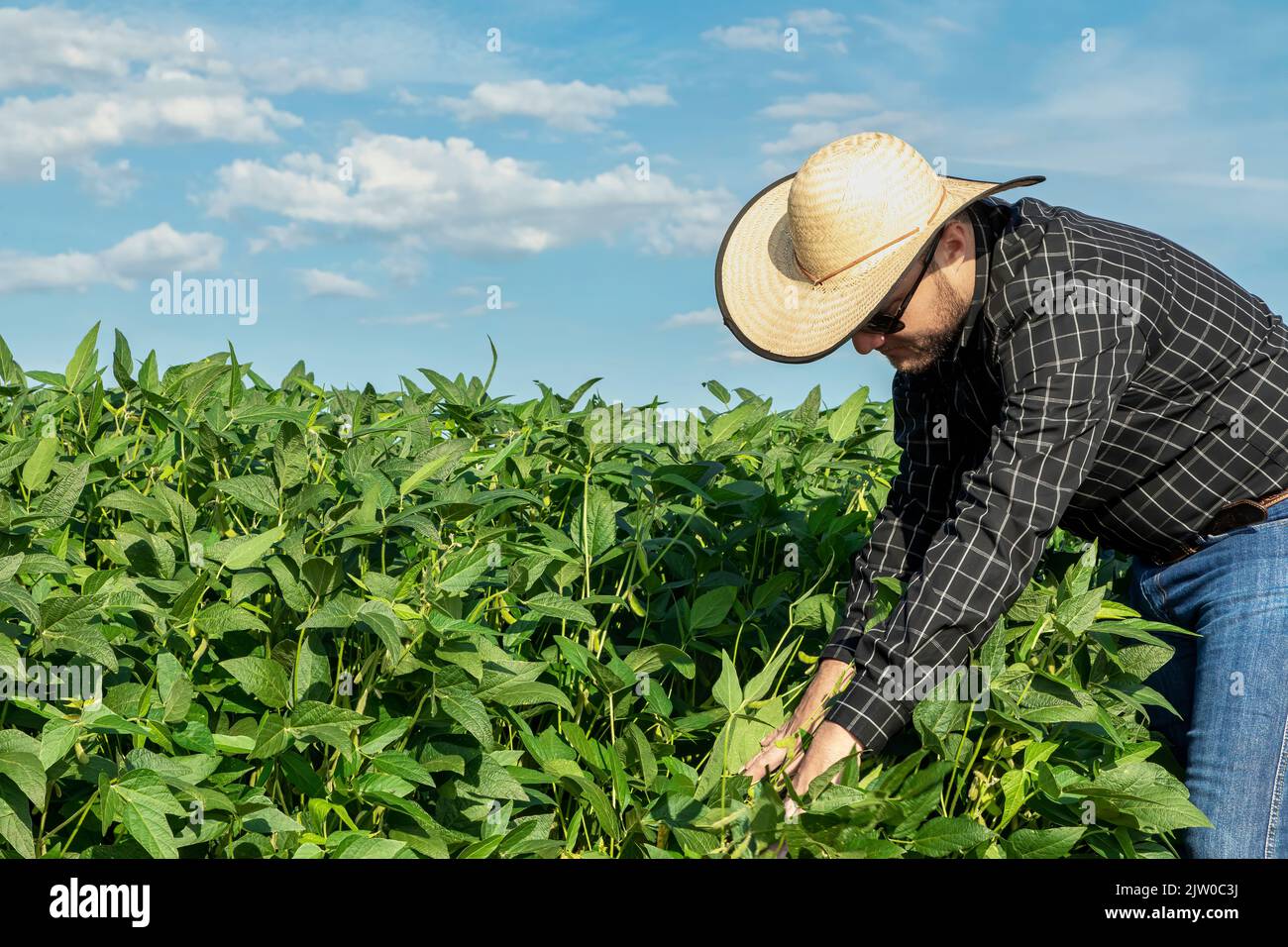 Agronomist inspecting soya bean crops growing in the farm field ...