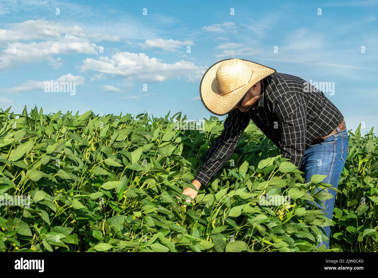 Agronomist inspecting soya bean crops growing in the farm field ...