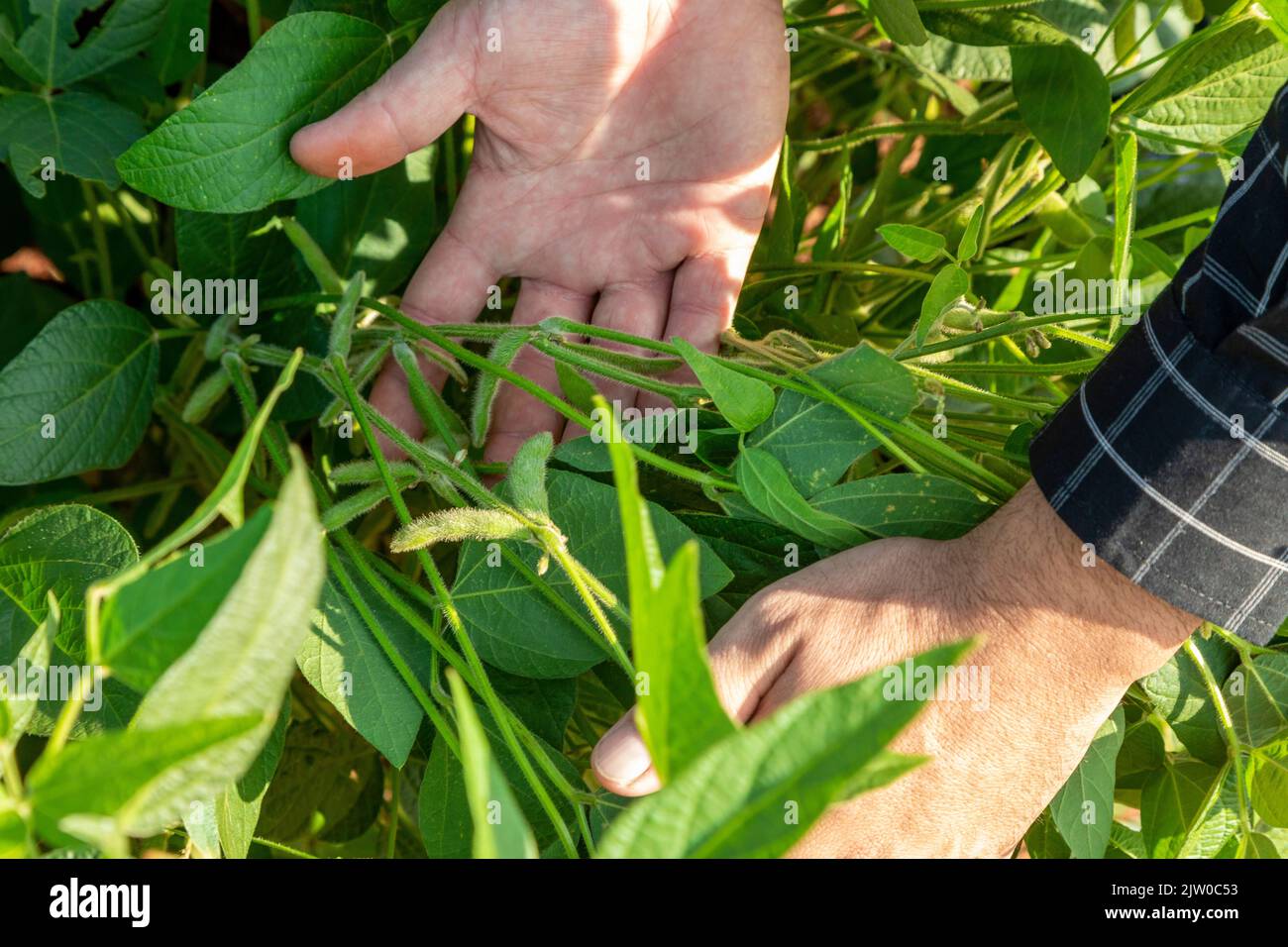 Agronomist inspecting soya bean crops growing in the farm field ...