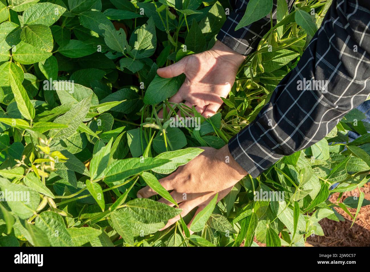 Agronomist inspecting soya bean crops growing in the farm field ...