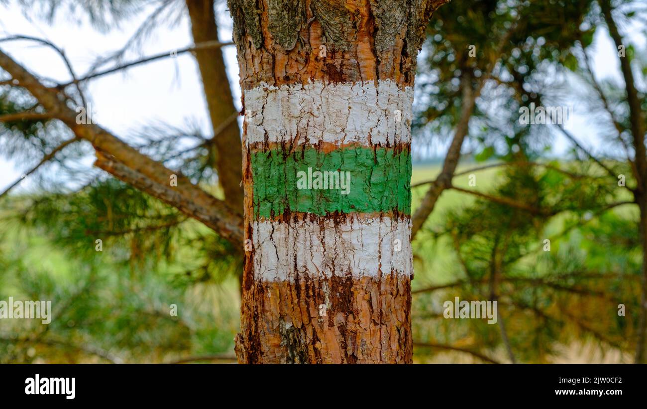 Hiking sign on a tree trunk. A sign that lines a hiking trail. Green ...