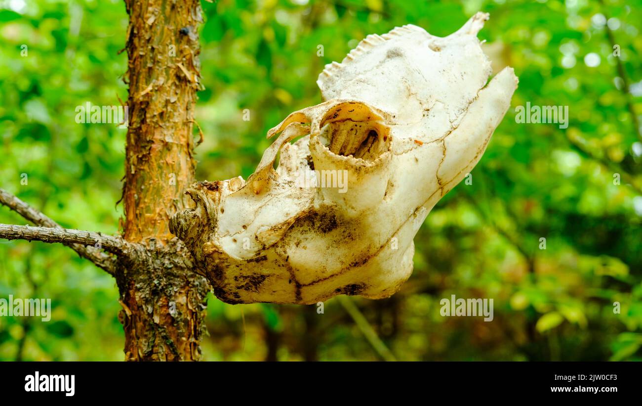 Skull of an animal on dried branches of a tree, in a wild forest Stock ...