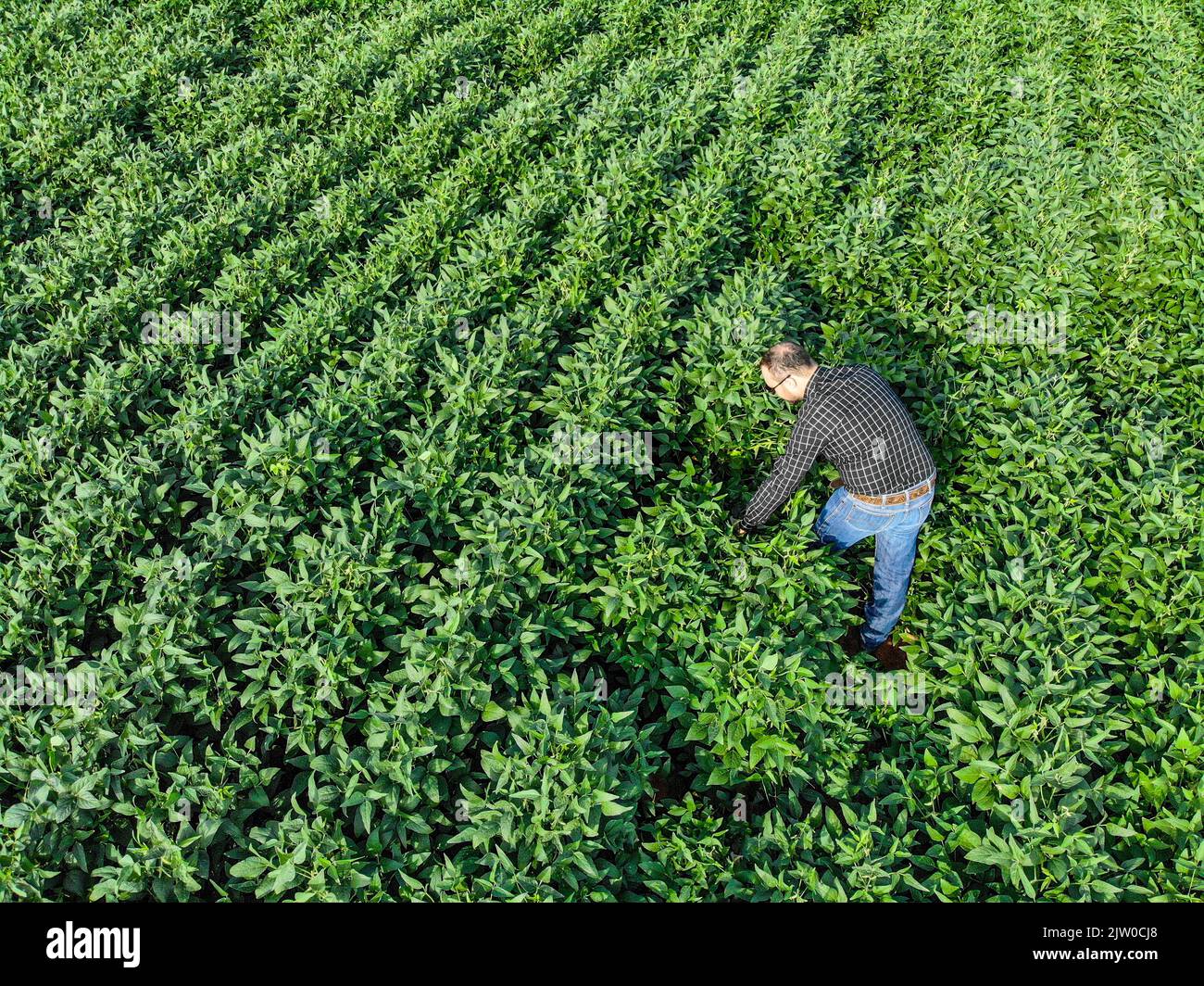Agronomist inspecting soya bean crops growing in the farm field ...