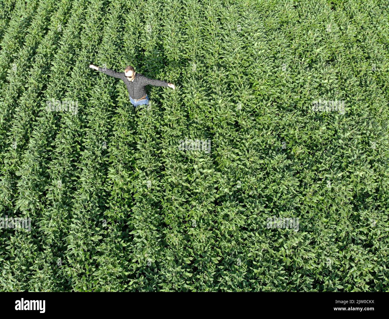 Agronomist inspecting soya bean crops growing in the farm field ...