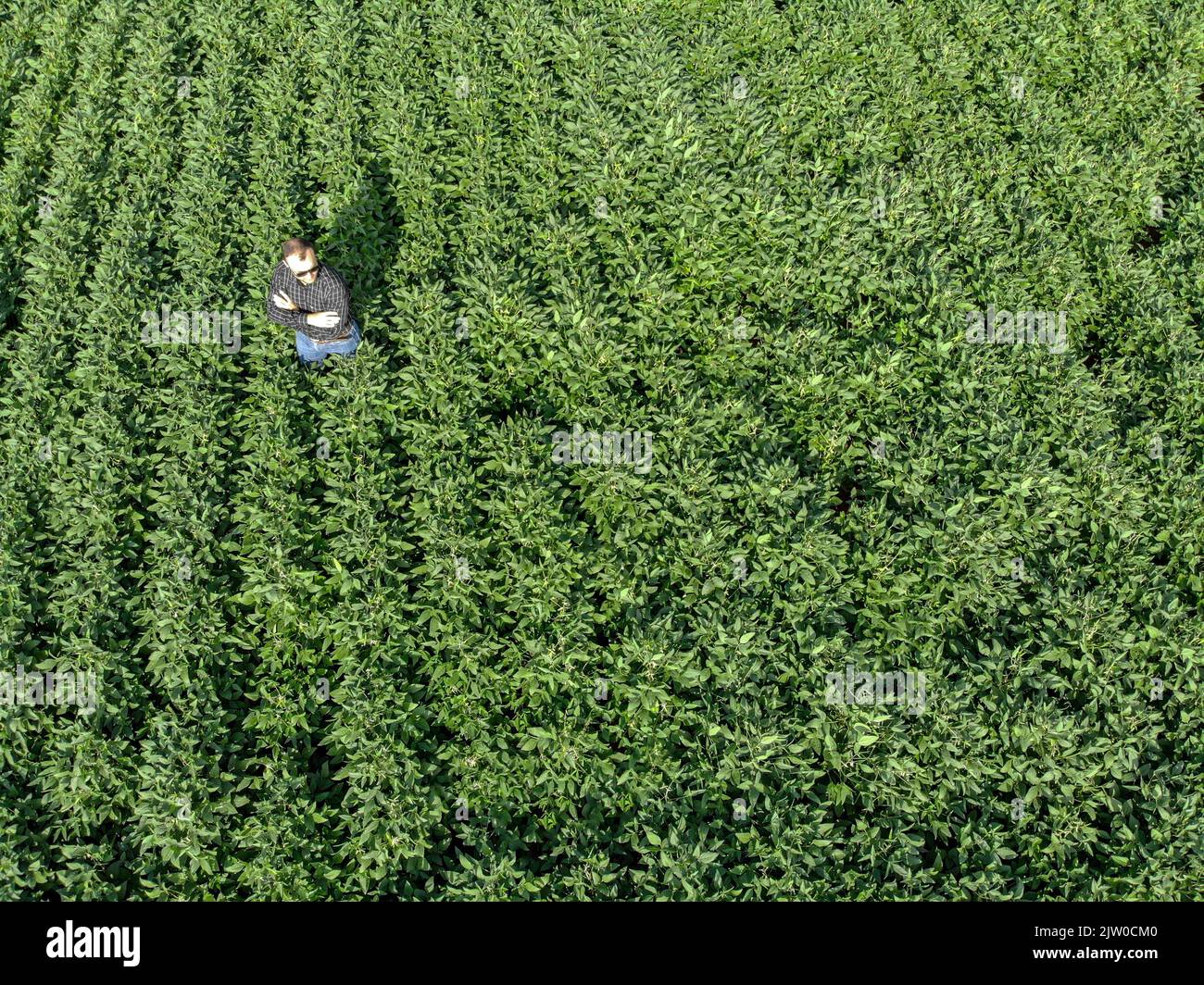 Agronomist inspecting soya bean crops growing in the farm field ...