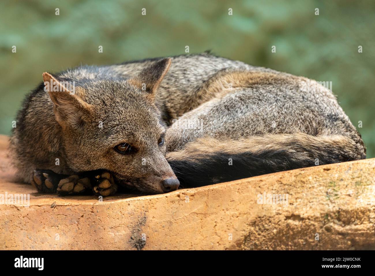 The crab-eating fox (Cerdocyon thous), also known as the forest fox ...