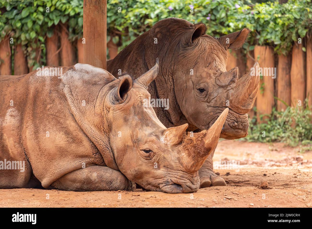 Two Big rhinocerotidae in zoo Stock Photo - Alamy