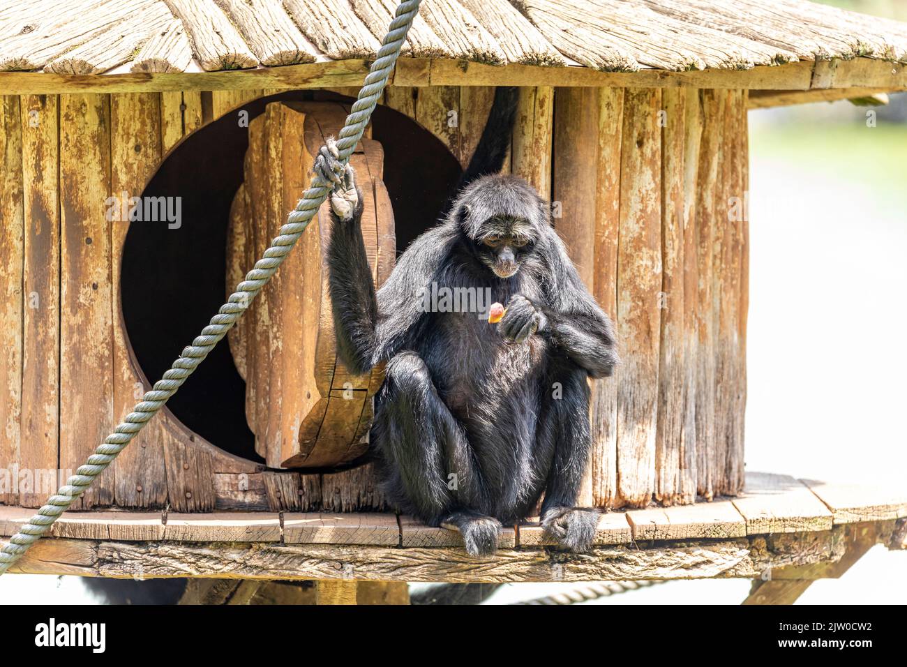 Spider monkeys are New World monkeys belonging to the genus Ateles ...
