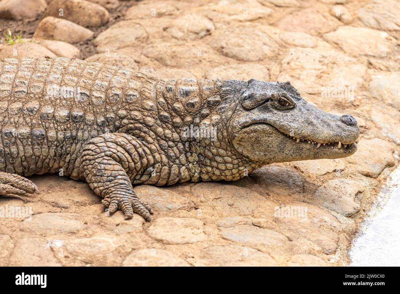 Alligator sunbathing on the grass Stock Photo - Alamy