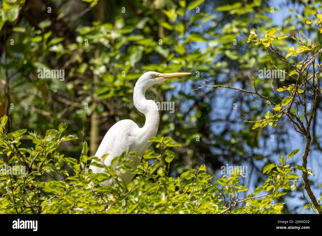 The herons are long-legged freshwater and coastal birds in the family ...