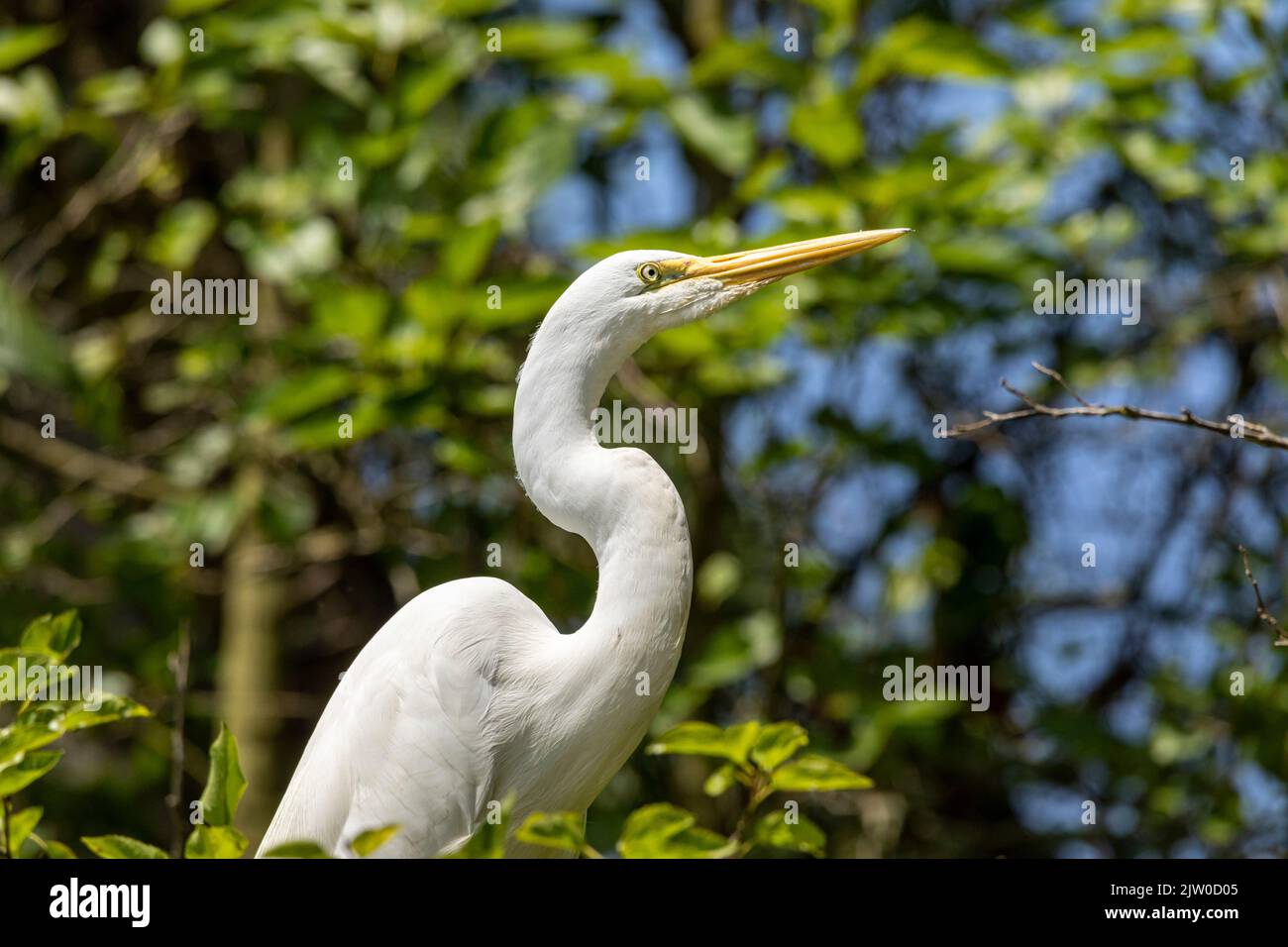 The herons are long-legged freshwater and coastal birds in the family ...