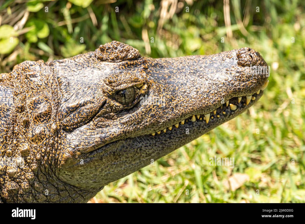Alligator sunbathing on the grass Stock Photo - Alamy