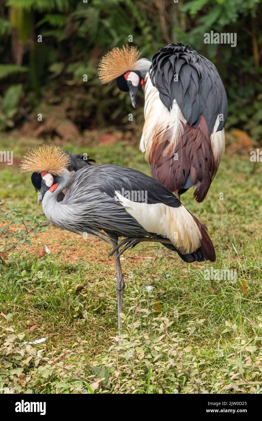 A pair of Black-crowned Crane - Balearica pavonina Stock Photo - Alamy