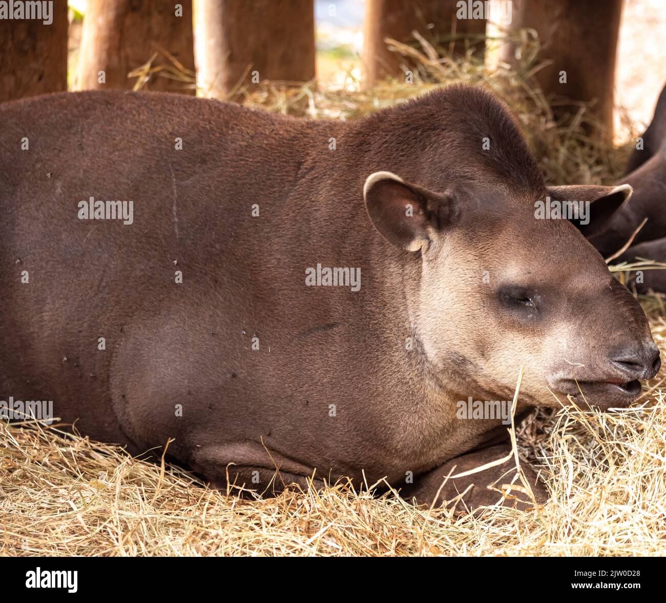 The South American tapir (Tapirus terrestris), also commonly called the ...