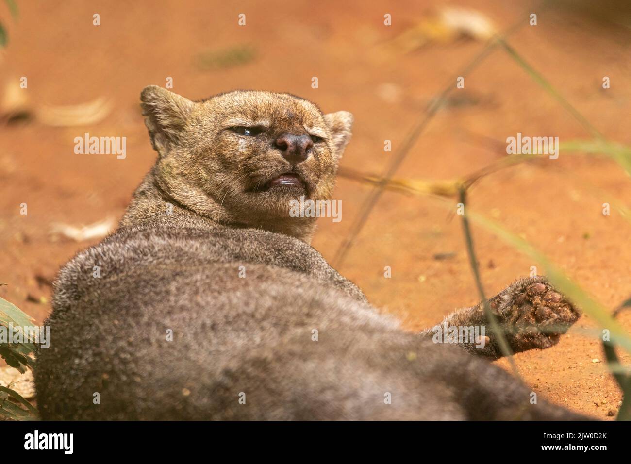 The jaguarundi (Herpailurus yagouaroundi, is a wild cat native to the ...