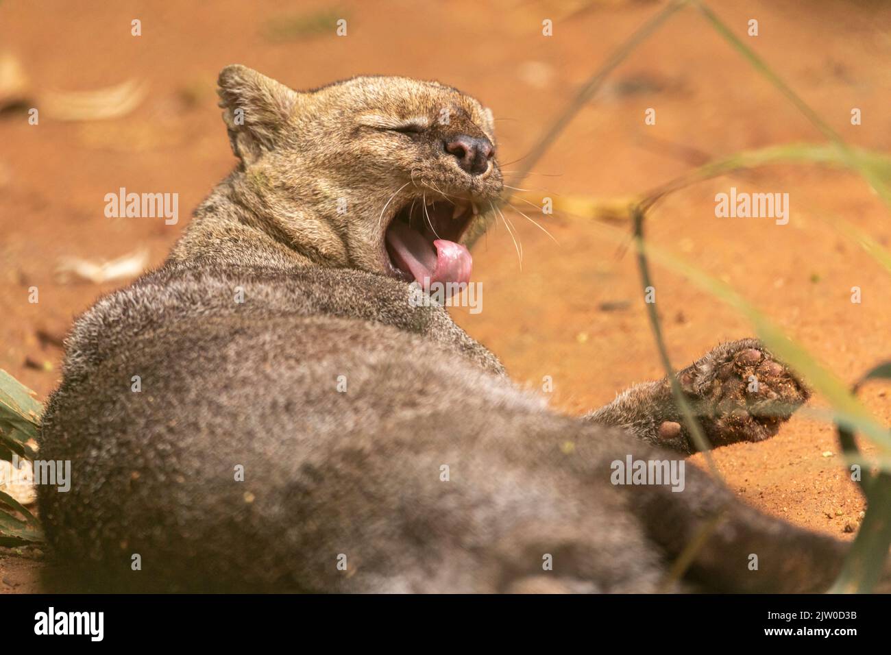 The jaguarundi (Herpailurus yagouaroundi, is a wild cat native to the ...