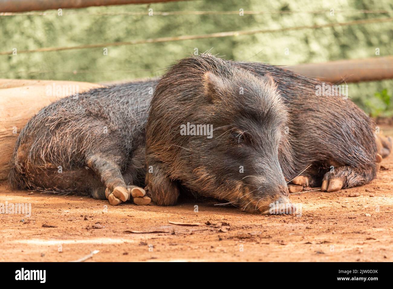 The wild boar (Sus scrofa), also known as the "wild swine", "common ...