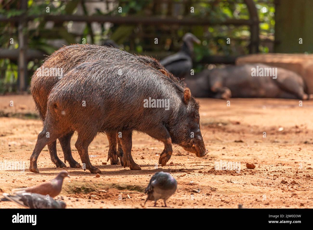 The wild boar (Sus scrofa), also known as the "wild swine", "common ...