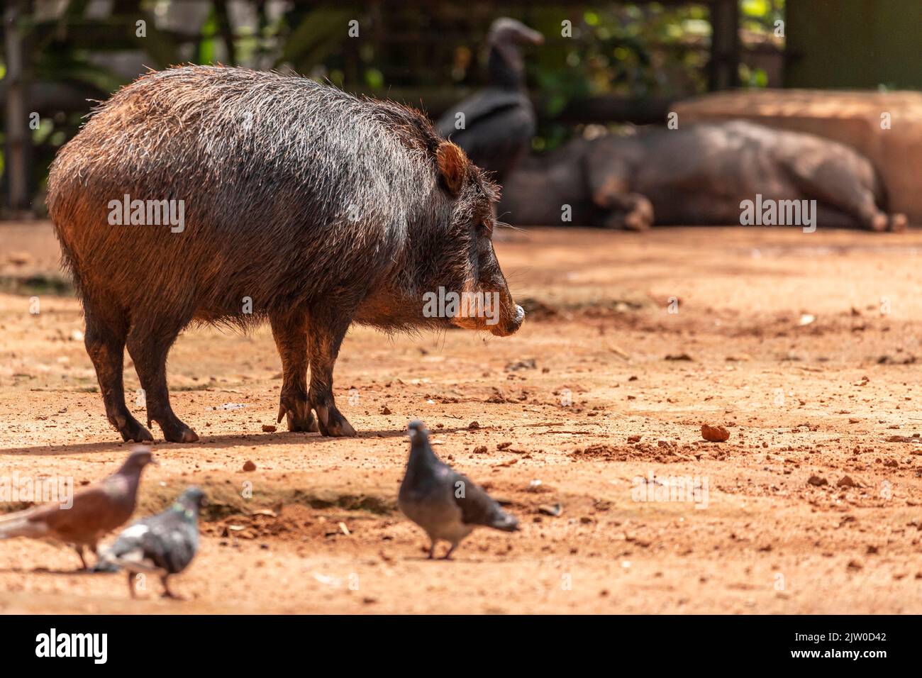 The wild boar (Sus scrofa), also known as the "wild swine", "common ...