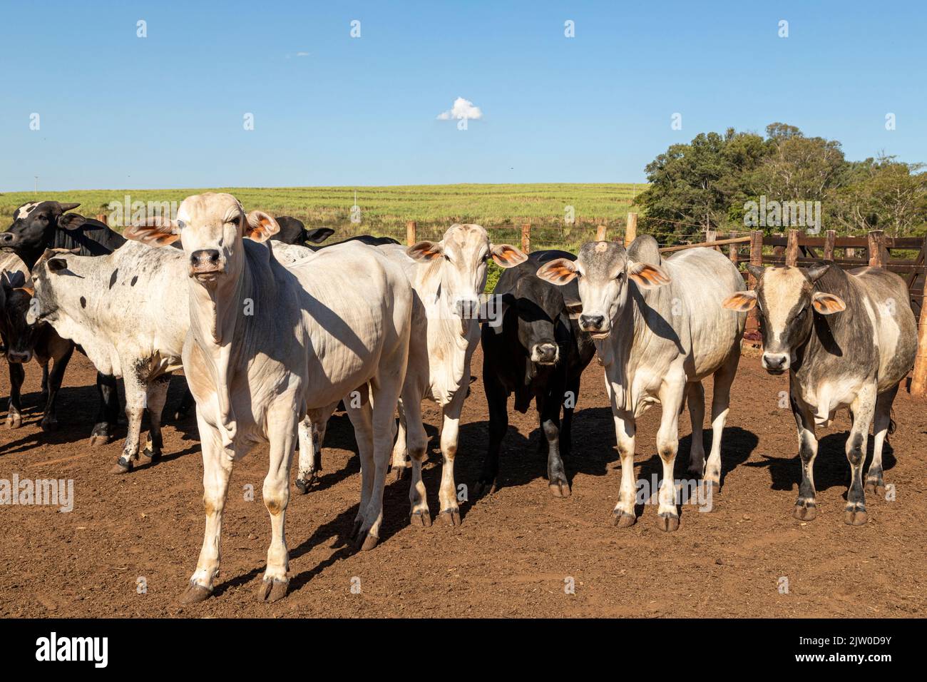 Group nelore beef cattle hi-res stock photography and images - Alamy