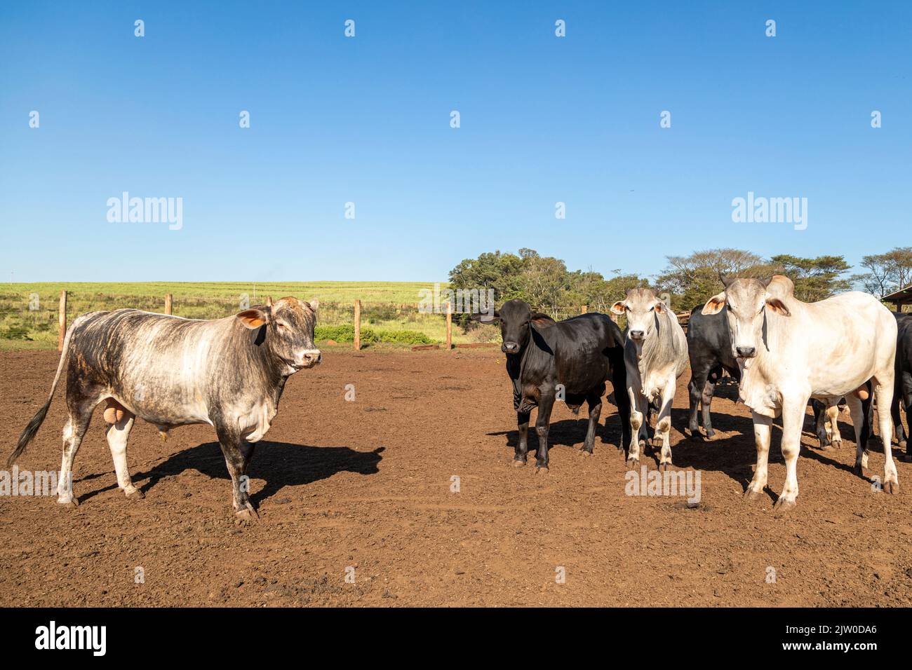Group of cow in cowshed Stock Photo - Alamy