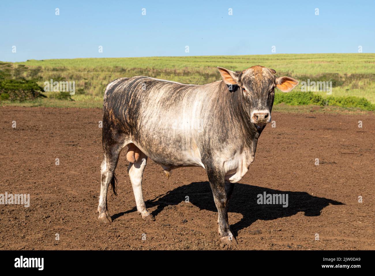 Nellore bull breed cattle hi-res stock photography and images - Alamy