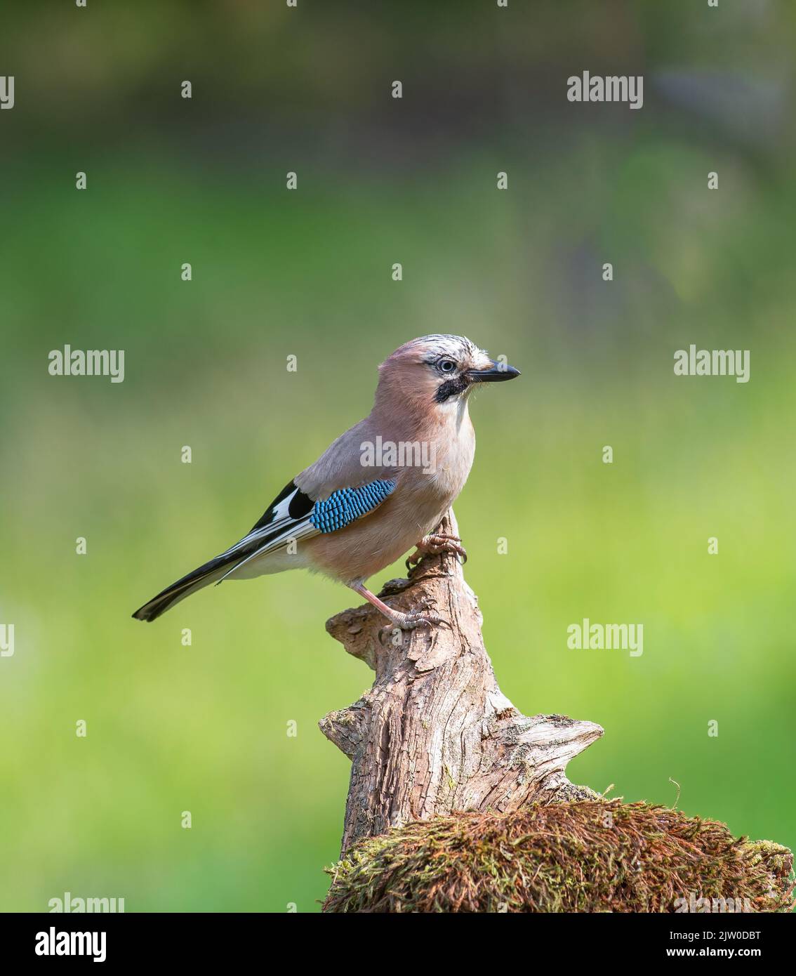Eurasian Jay on a log, a colourful member of the Corvid family. Corvids ...