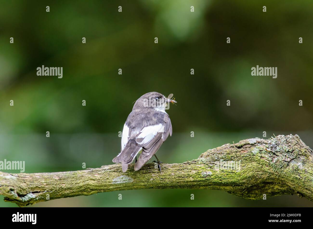 Insects in grassland hi-res stock photography and images - Alamy