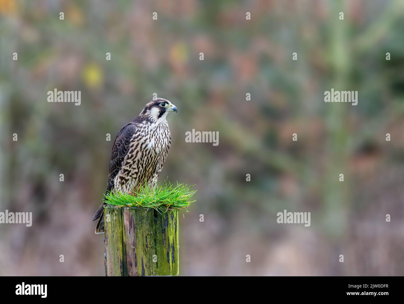 Captive Peregrin falcon on a fence post. Falconiformes, Falconidae ...
