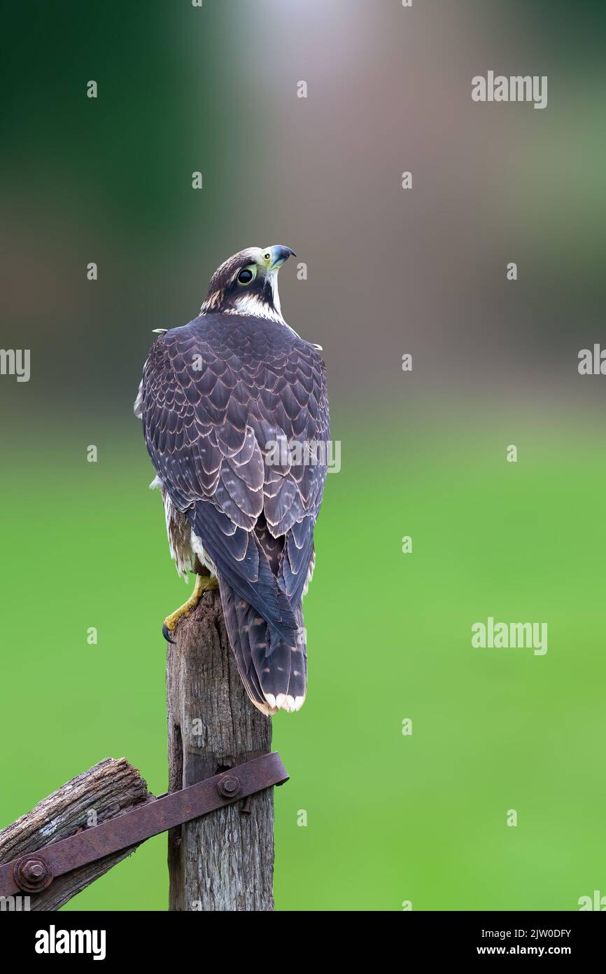 Captive Peregrin falcon on a gate post. Falconiformes, Falconidae ...