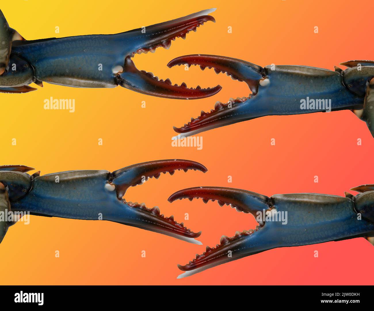 Open blue crab claws scary image on orange fiery background Stock Photo ...