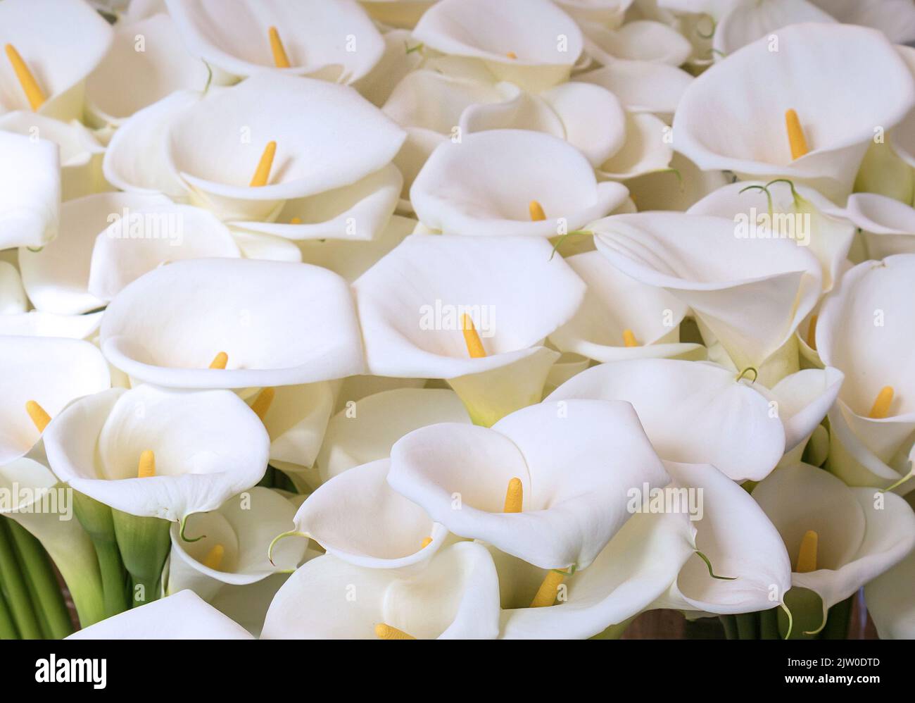 White flowers petals in bloom hi-res stock photography and images - Alamy