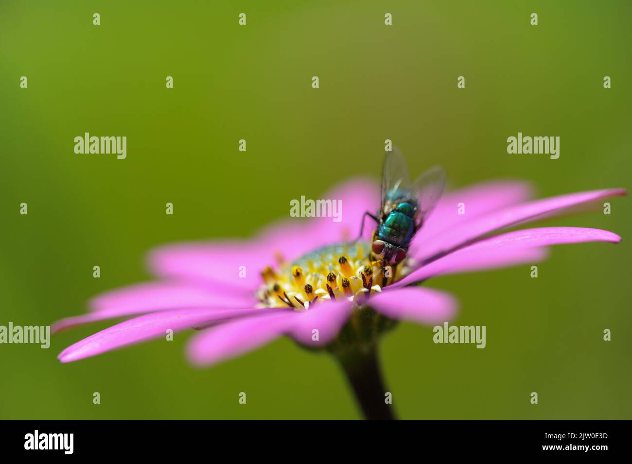 Common green bottle fly feeding on pollen on an Osteospermum (African ...