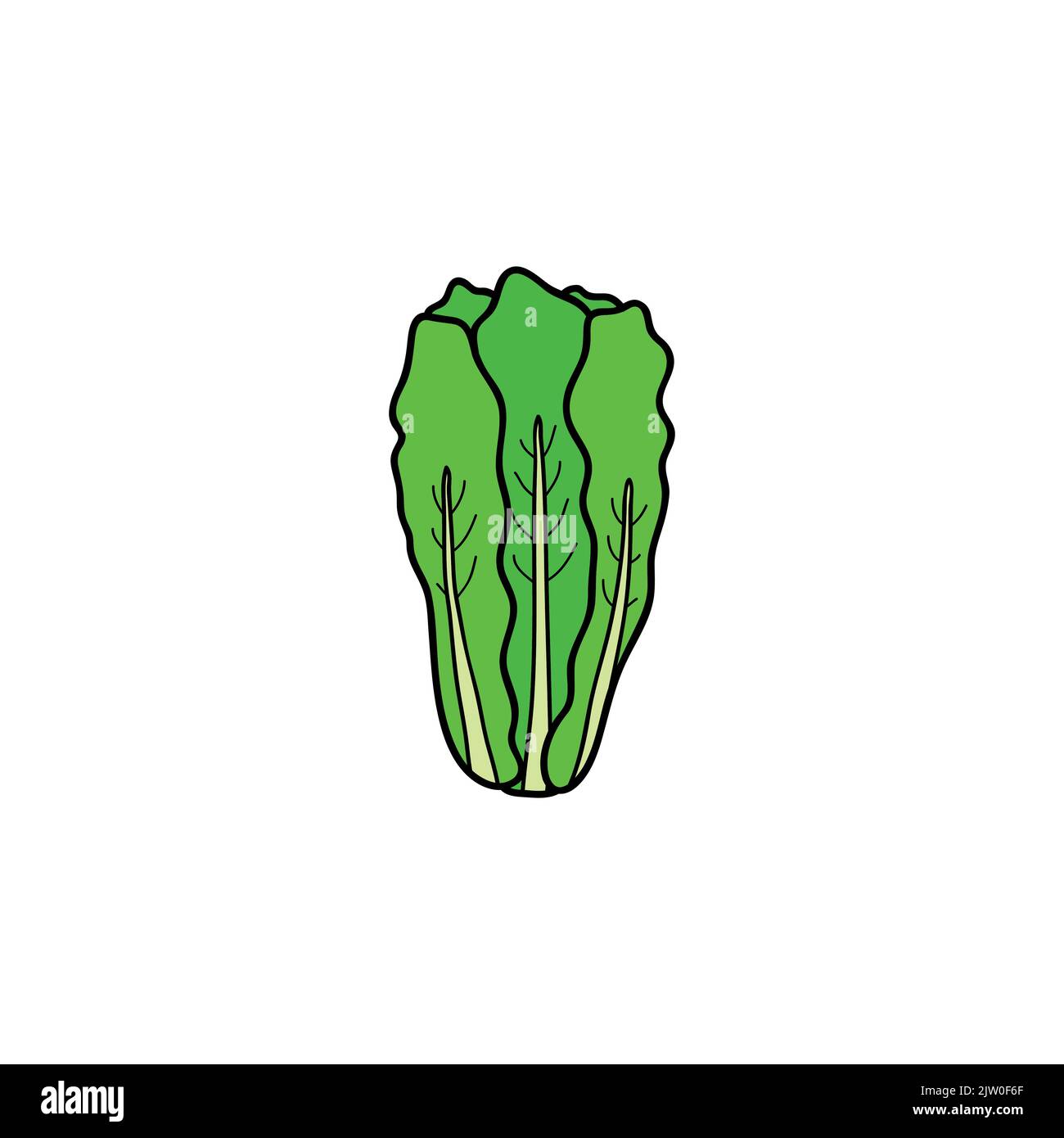 Cartoon Romaine Lettuce