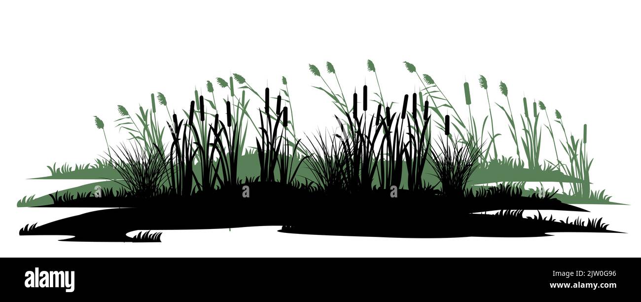 Overgrown coast. Reeds and reeds. Swamp landscape. View of the river bank. Silhouette picture ...