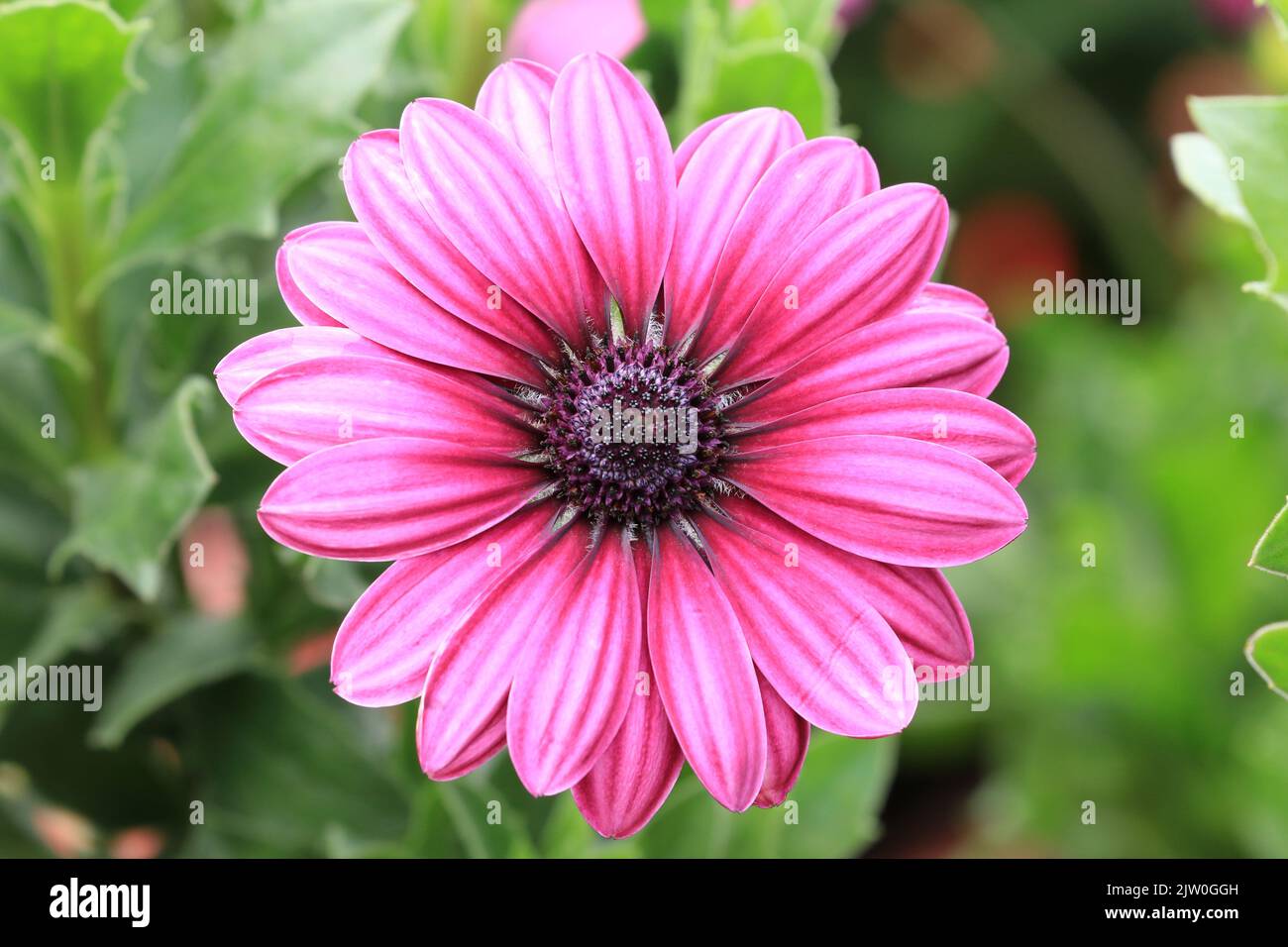Daisydetail hi-res stock photography and images - Alamy