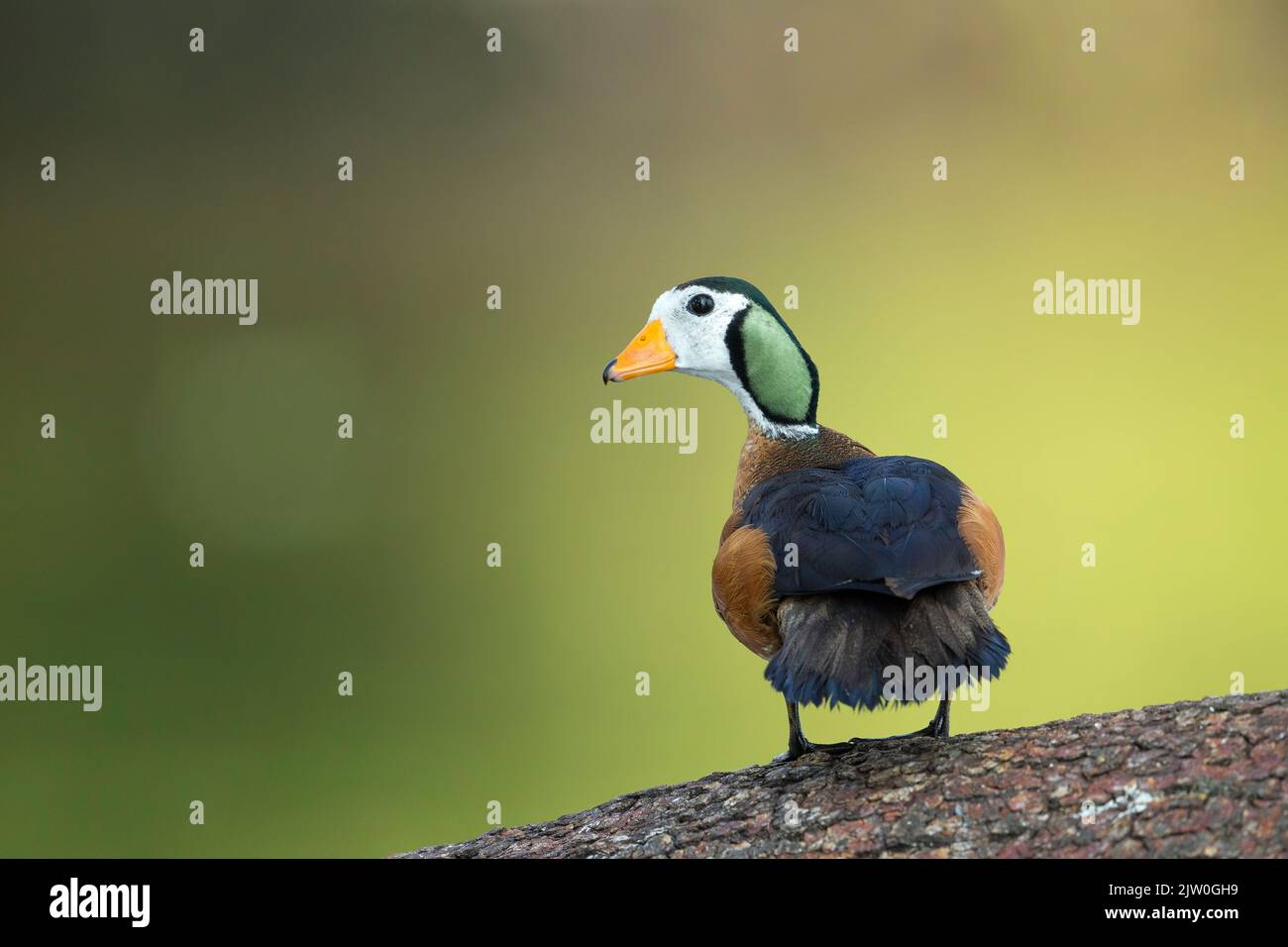 African pygmy goose (Nettapus auritus) male, Chobe River, Chobe ...