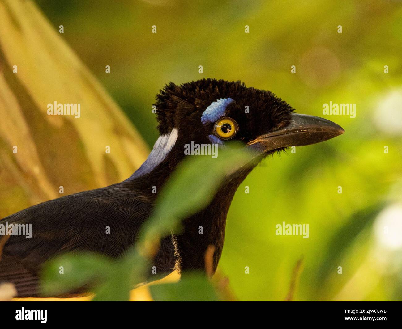 The curl-crested jay (Cyanocorax cristatellus) is a jay from South America Stock Photo - Alamy
