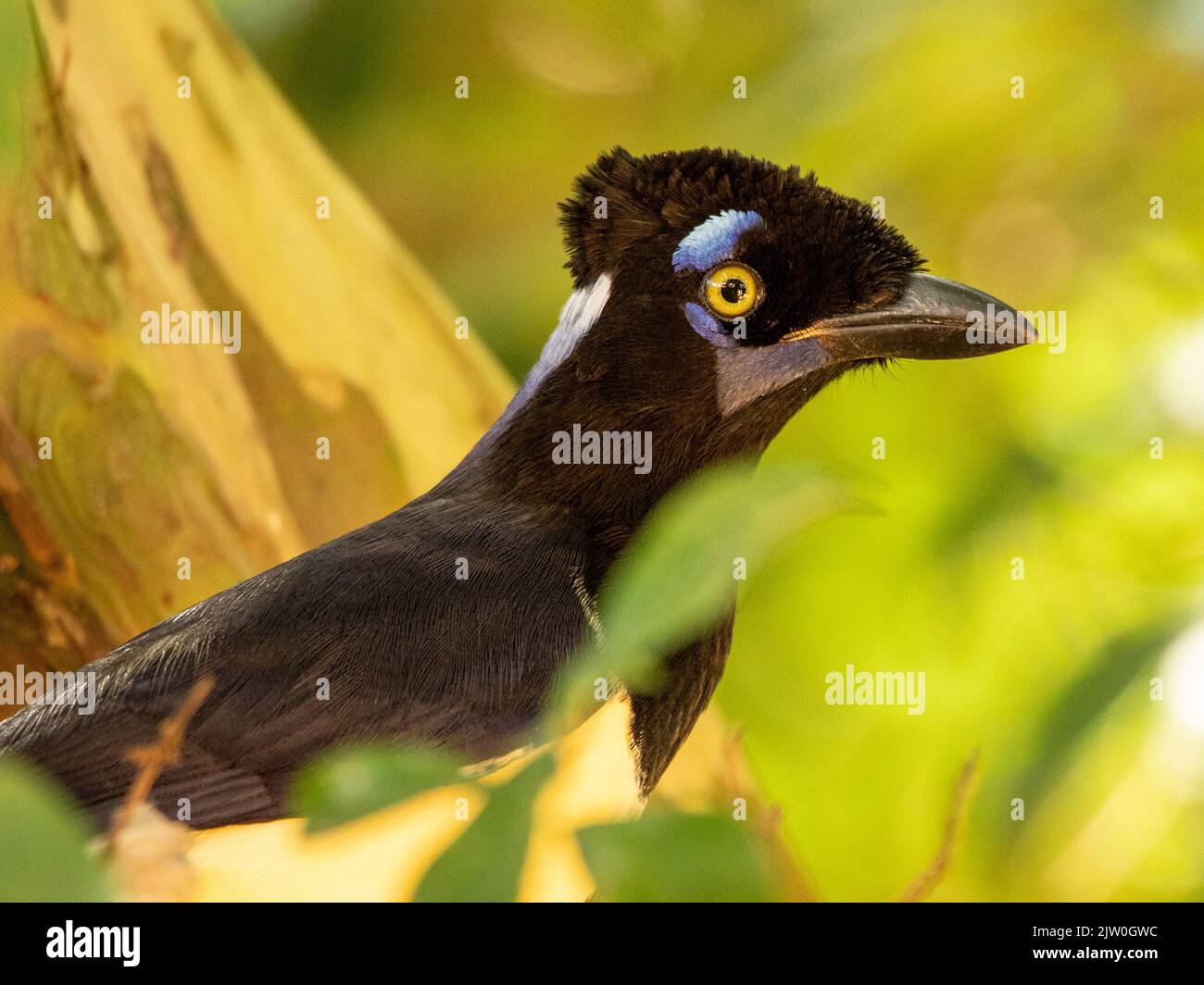The curl-crested jay (Cyanocorax cristatellus) is a jay from South America Stock Photo - Alamy